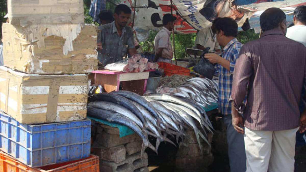 Free "Namo fish", to celebrate Modi assuming office – India TV