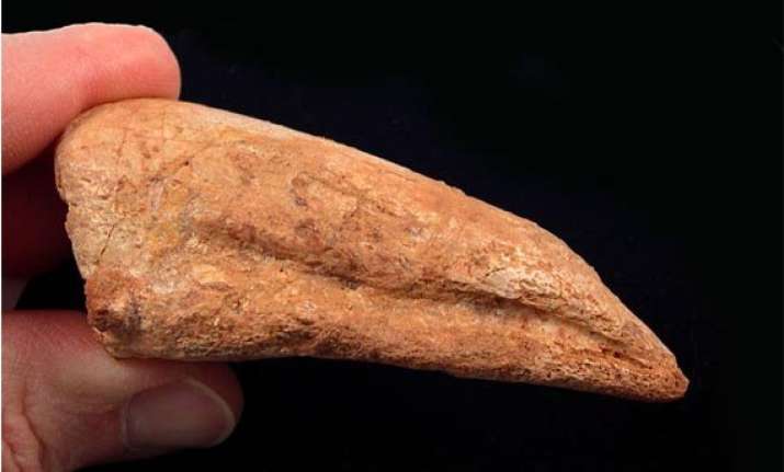 Scientists restore part of rare dinosaur's fossil | World News – India TV