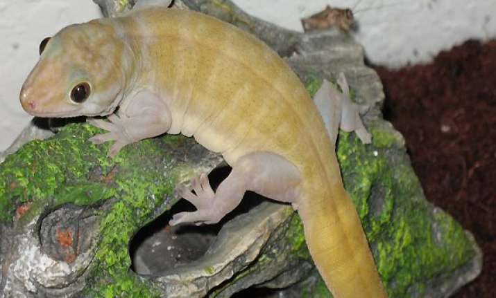 A Golden Gecko recovered from traders in Assam | India News – India TV