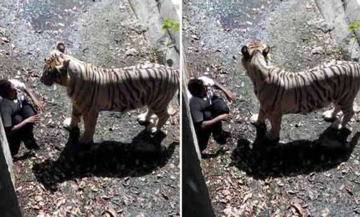 White tiger mauls and kills youth in Delhi Zoo | India News – India TV