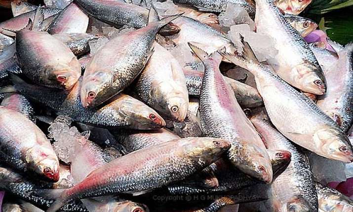 Project Hilsa: Indian scientists seek to save prized fish | India News ...