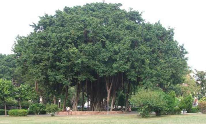 500-year-old banyan tree gets tourist spot status in Odisha | India ...