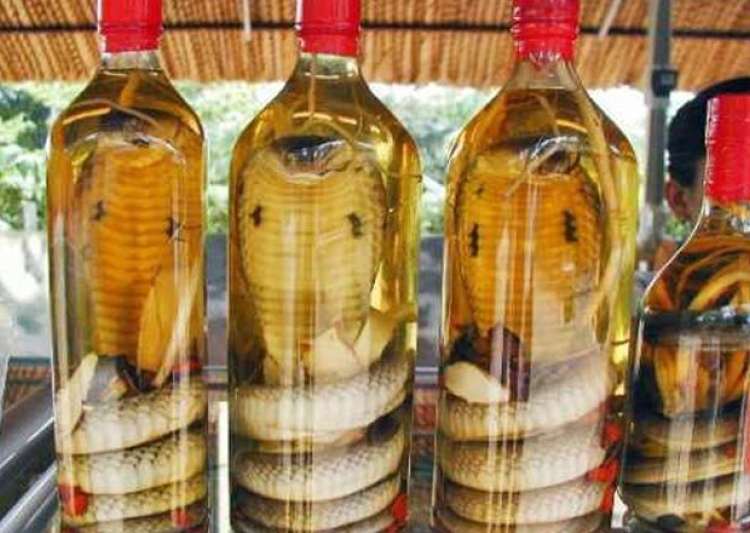 Care to sip? Get to know everything about traditional asian snake wine ...