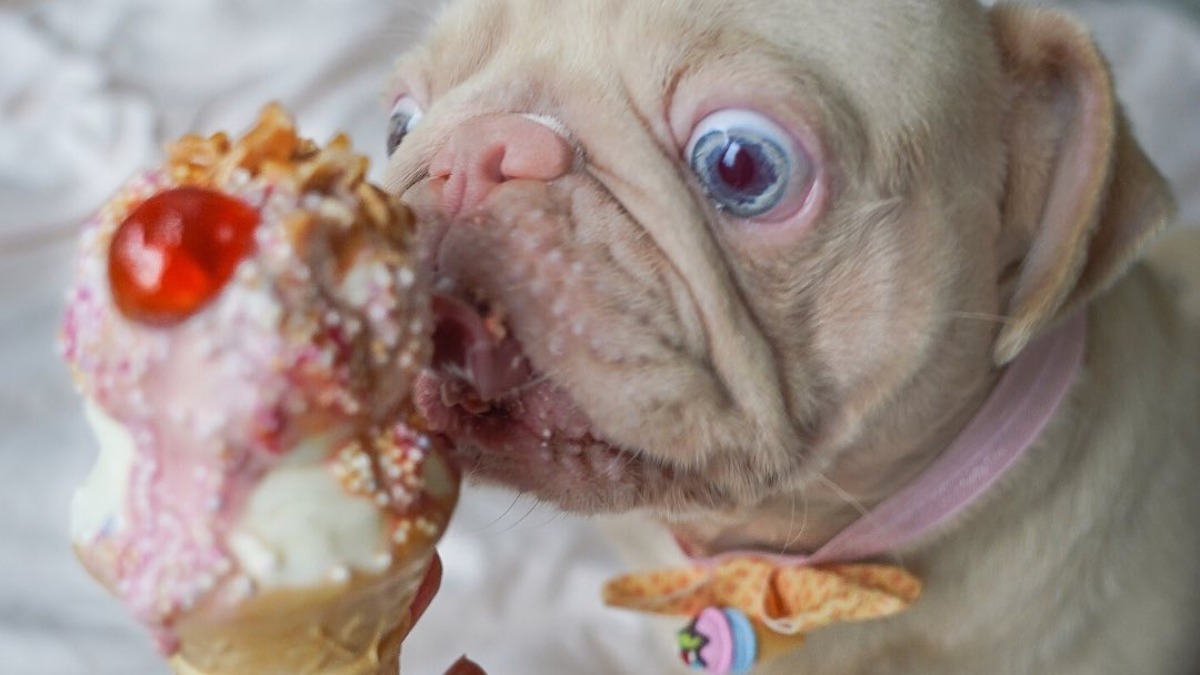 Internet sensation, rare pink pug Milkshake's photos are too cute for words