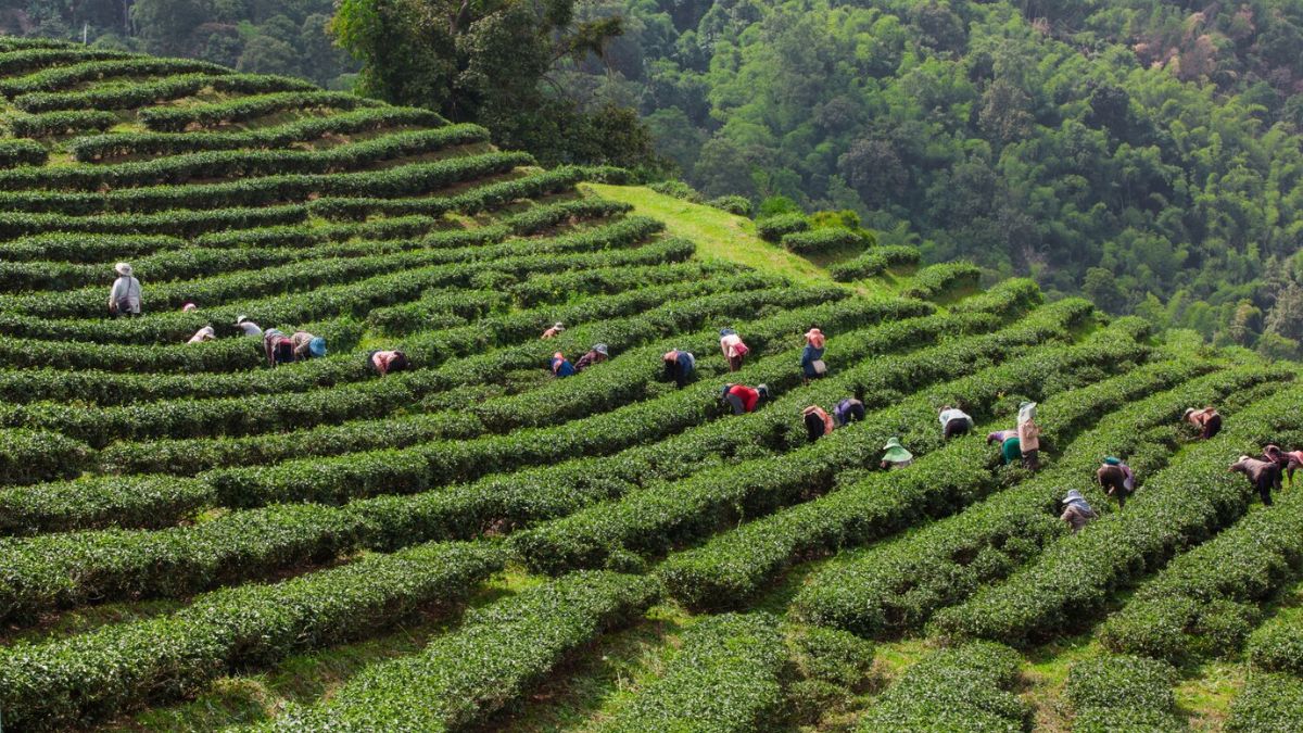 5 tea estates in India you must visit if you are a tea connoisseur