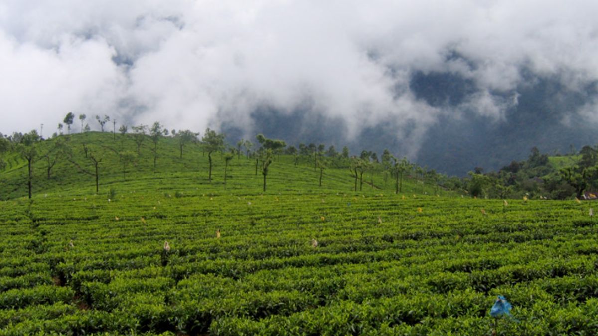 5 tea estates in India you must visit if you are a tea connoisseur