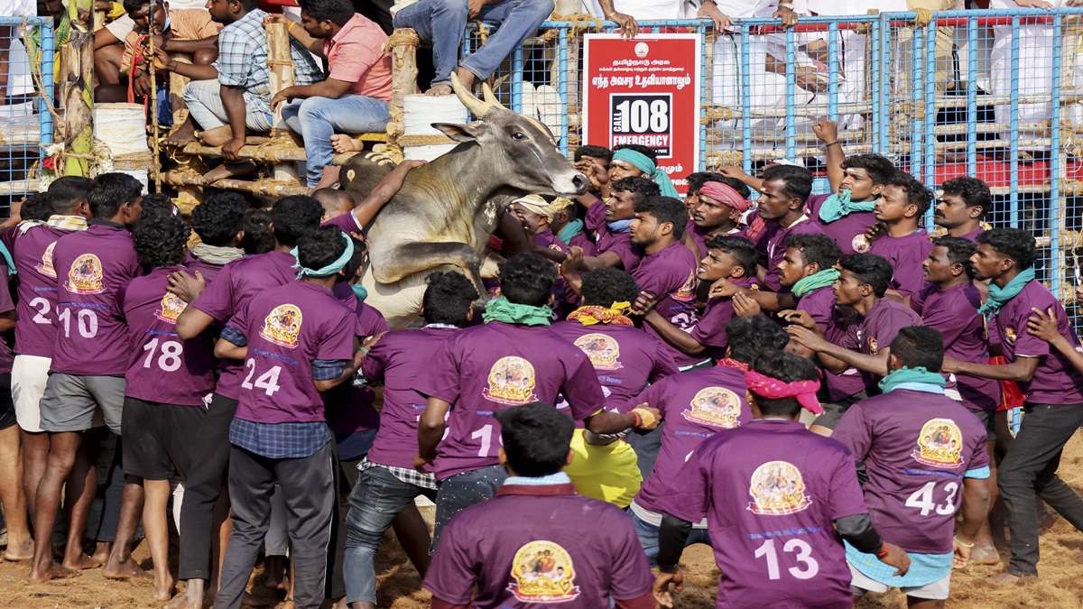 Tamil Nadu celebrates first 'Jallikattu' of 2025 | See in pics
