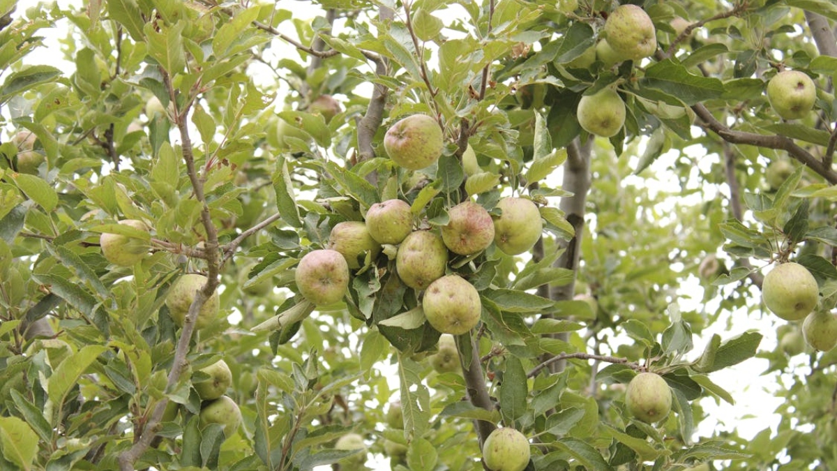 Fruit Bowl of India: Know which state holds this delicious title