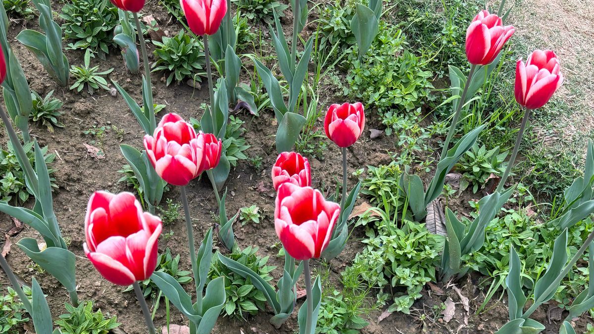 Tulip Festival Delhi: Here's what you need to know about the annual ...