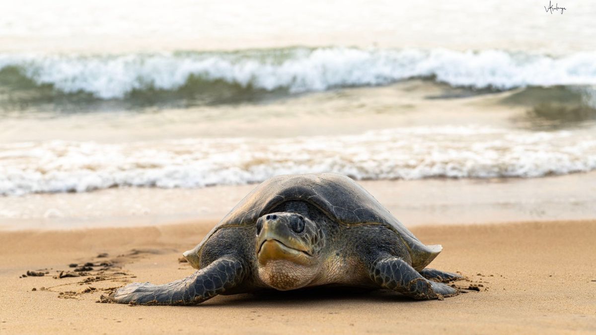 Record number of endangered olive ridley turtles arrive at Odisha Beach ...