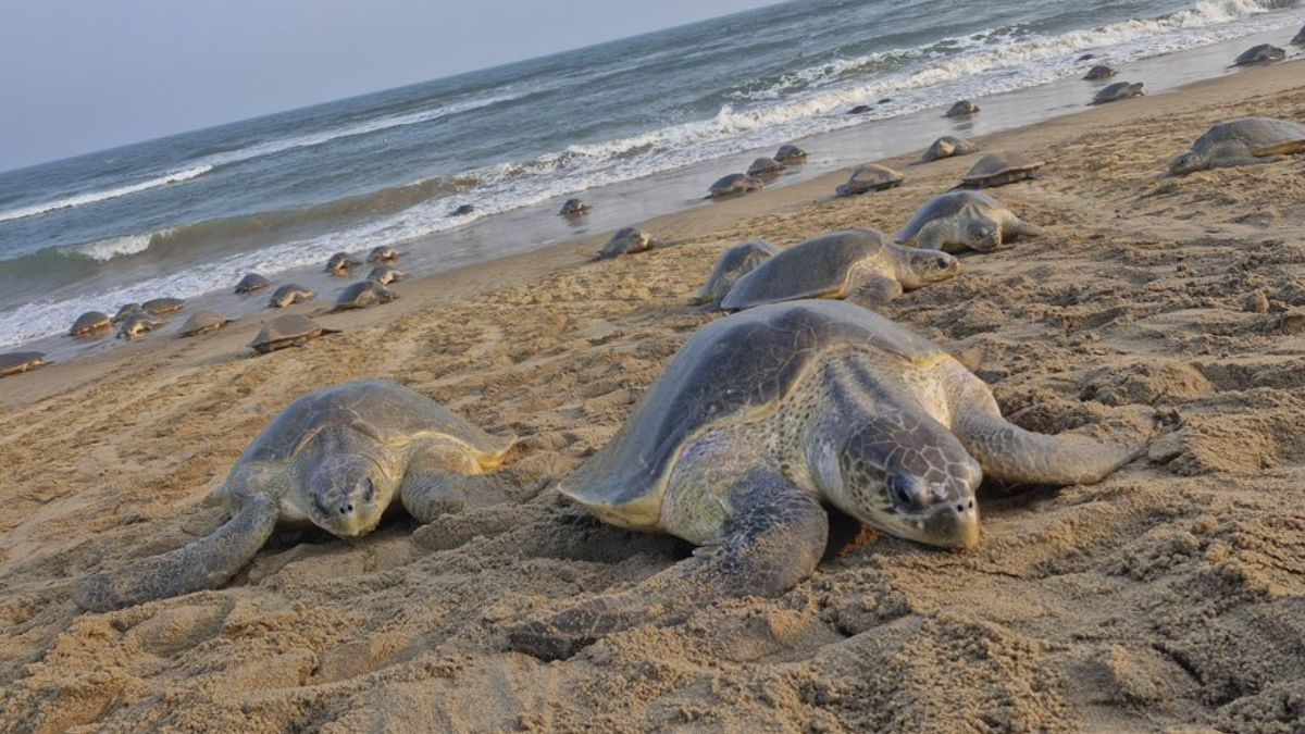 Record number of endangered olive ridley turtles arrive at Odisha Beach ...