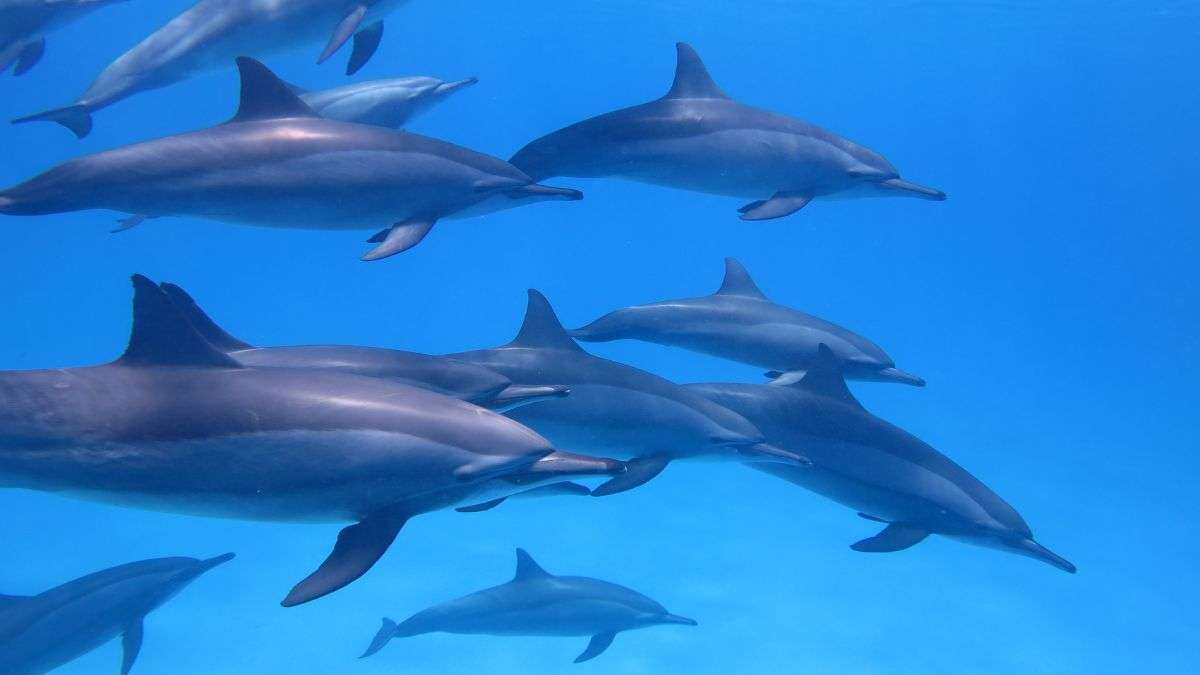 9 best places to spot dolphins in India