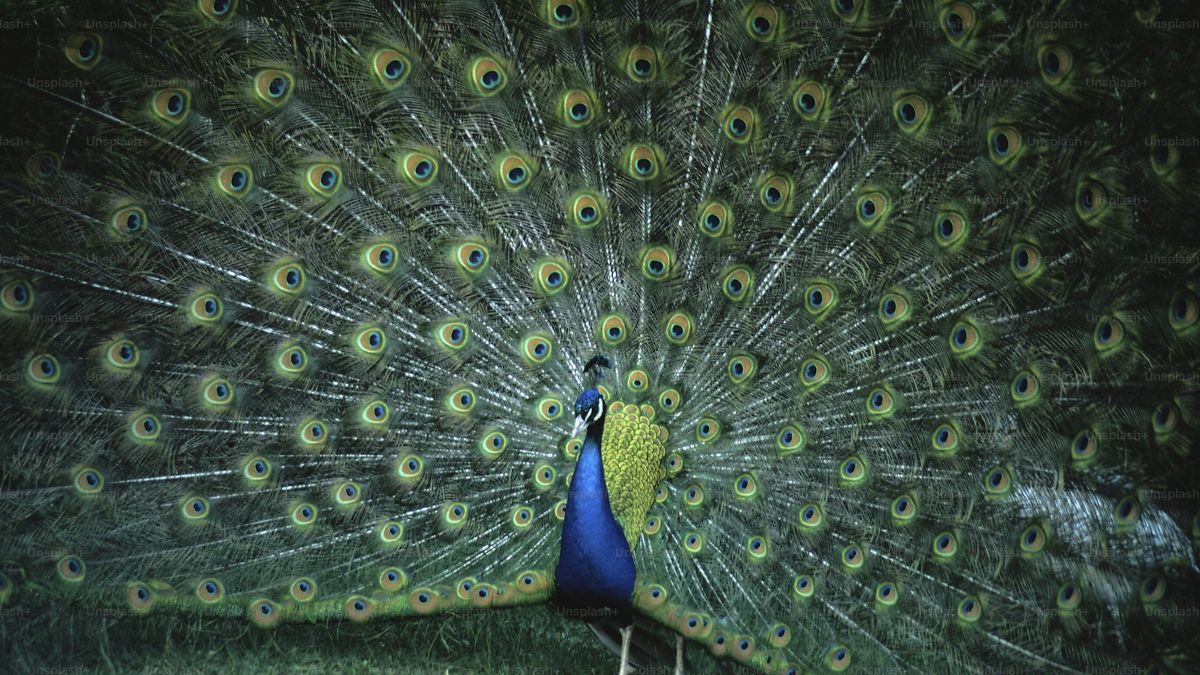 7 best national parks in India to spot dancing peacocks - India TV News