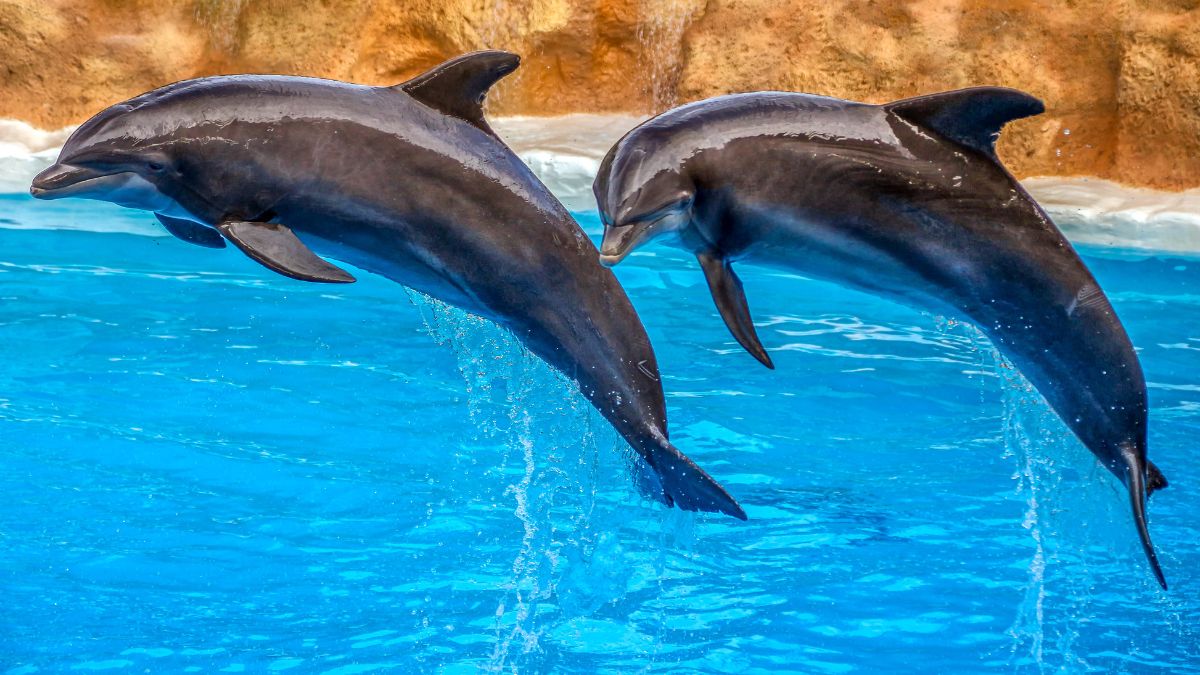 9 best places to spot dolphins in India