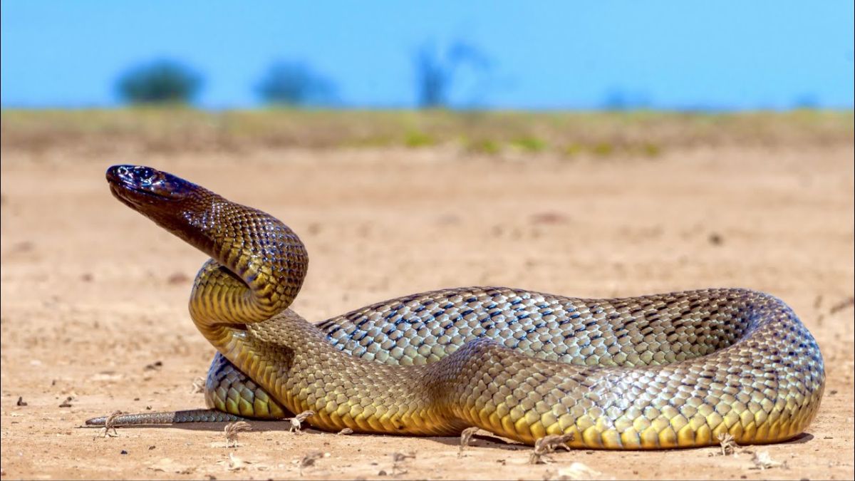 World Snake Day 2025: 7 most venomous snakes in the world