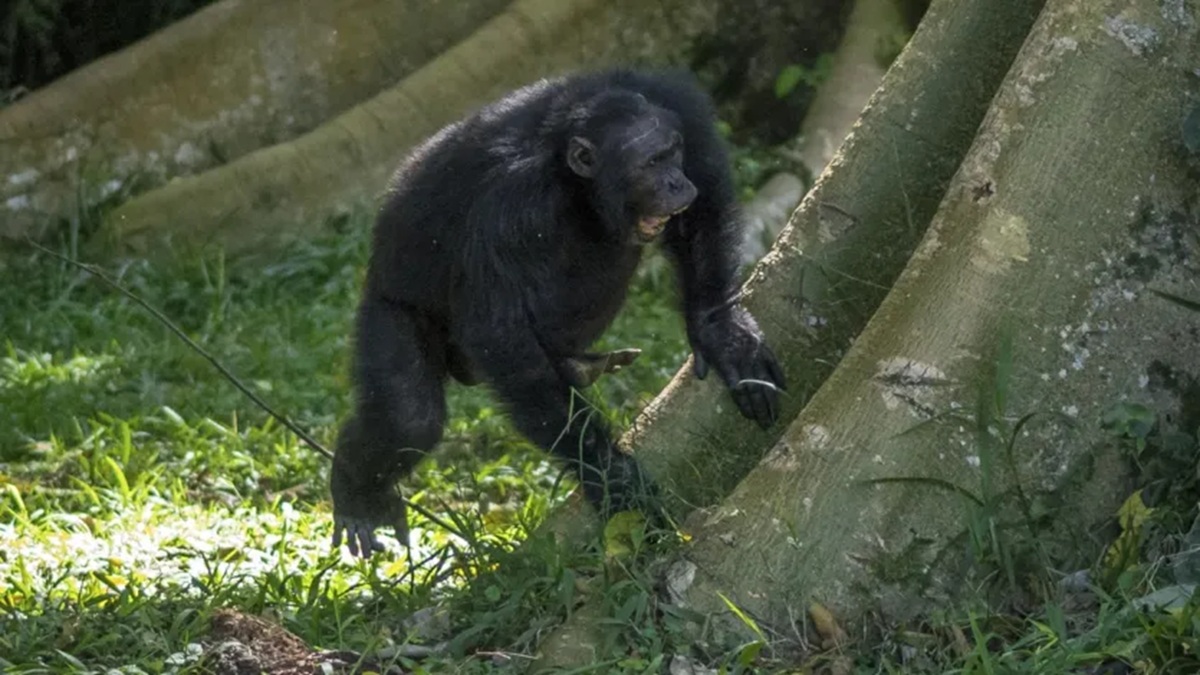 Which country has the most chimpanzees? Know fascinating facts - India ...