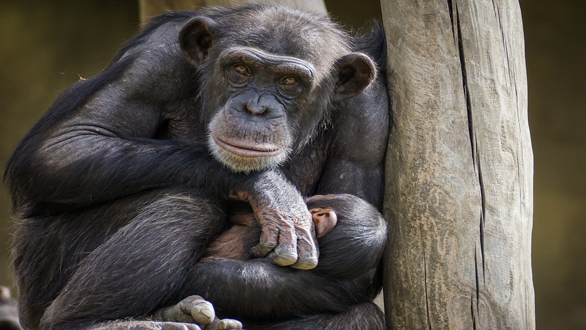 Which country has the most chimpanzees? Know fascinating facts - India ...