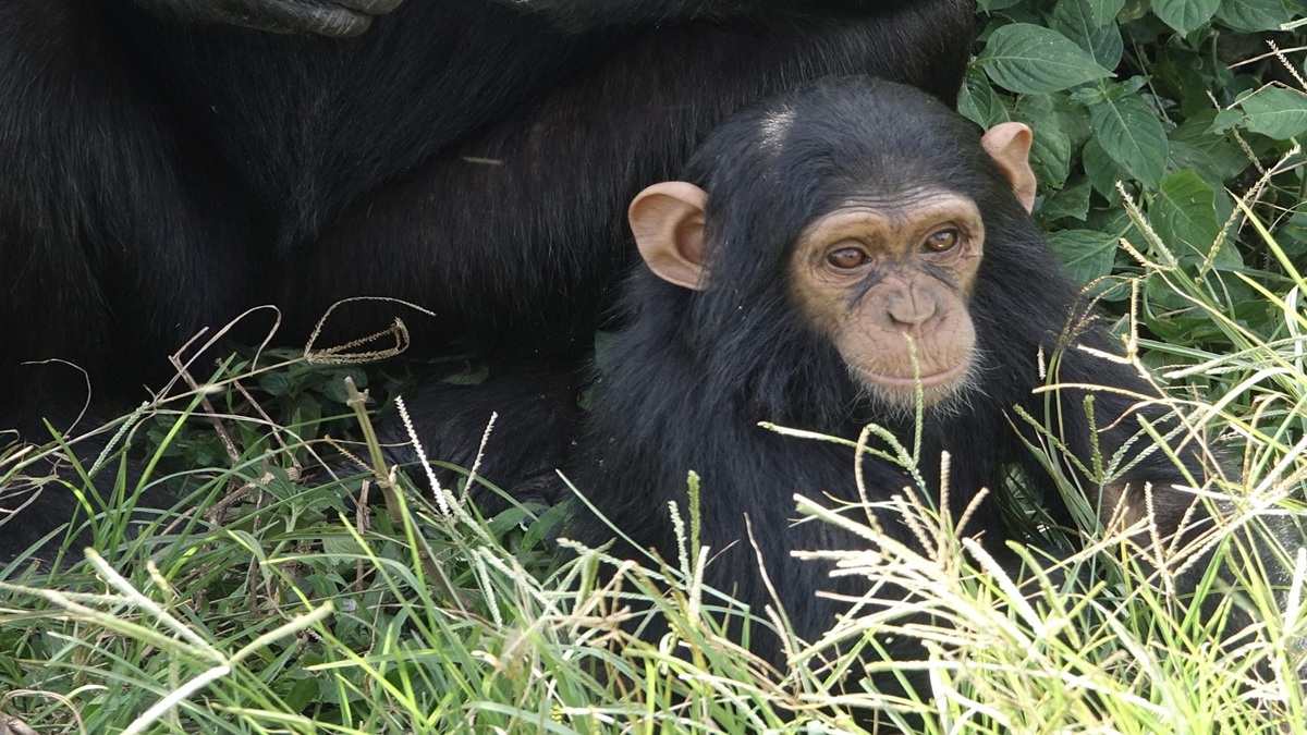 Which country has the most chimpanzees? Know fascinating facts - India ...