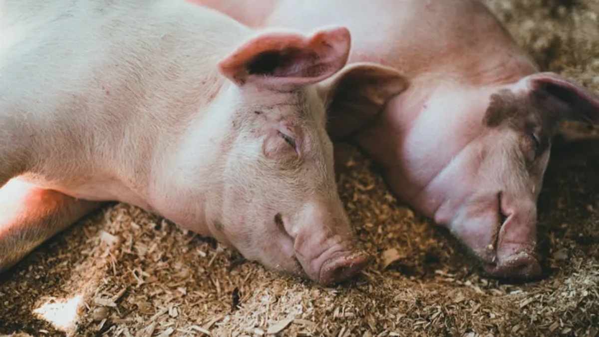 Top 7 countries with most pigs in the world | In Pics