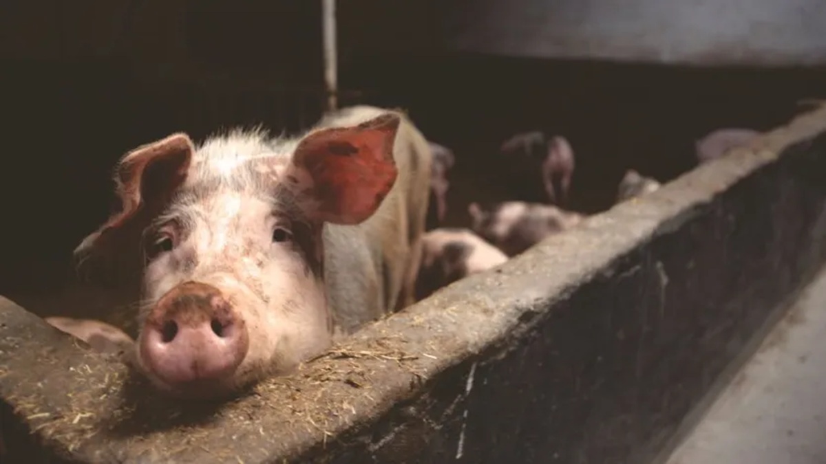 Top 7 countries with most pigs in the world | In Pics