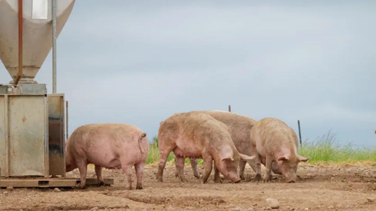Top 7 countries with most pigs in the world | In Pics