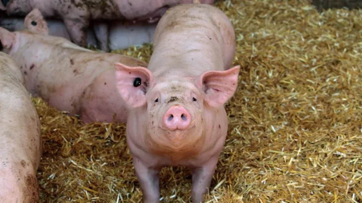 Top 7 countries with most pigs in the world | In Pics