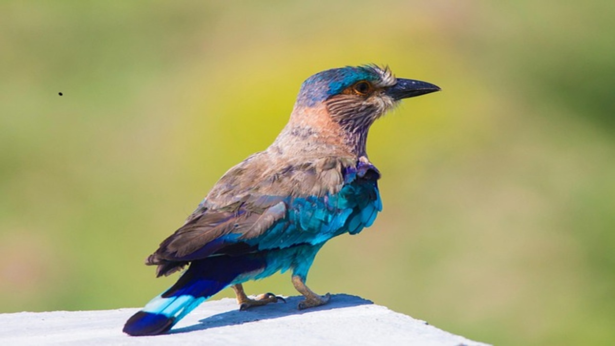 Why is it considered auspicious to see the Neelkanth bird on Dussehra ...