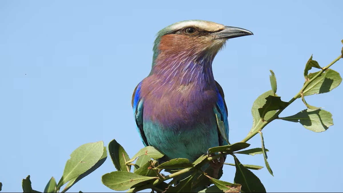 Why is it considered auspicious to see the Neelkanth bird on Dussehra ...