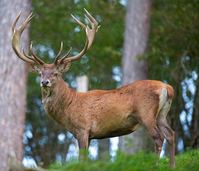 World Wildlife Day 2021: Rare and exotic animals you can only in India