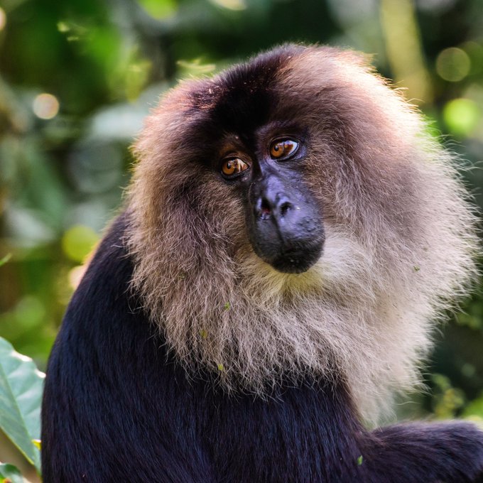 World Wildlife Day 2021: Rare and exotic animals you can only in India ...
