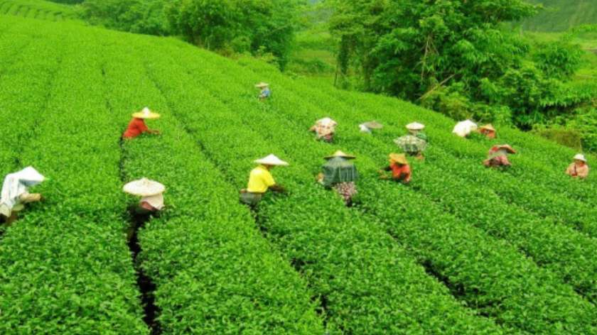 5 popular tea-tourism destinations in India