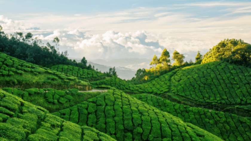 5 popular tea-tourism destinations in India