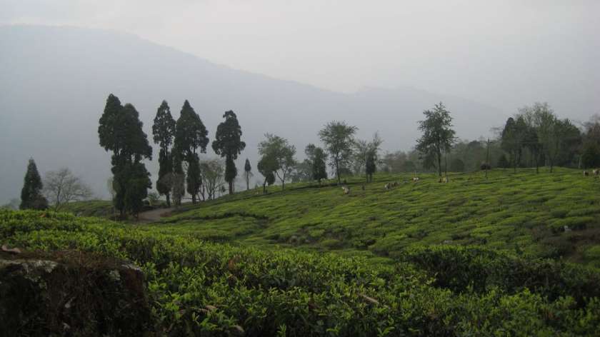 5 tea estates in India you must visit if you are a tea connoisseur