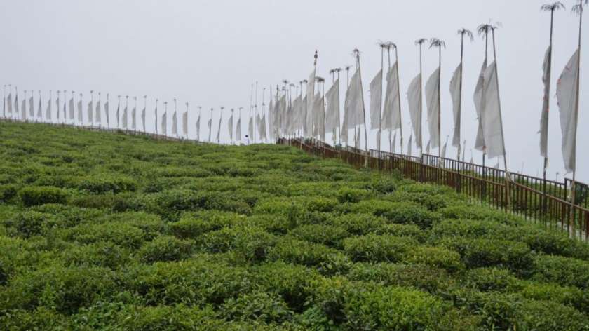 5 tea estates in India you must visit if you are a tea connoisseur