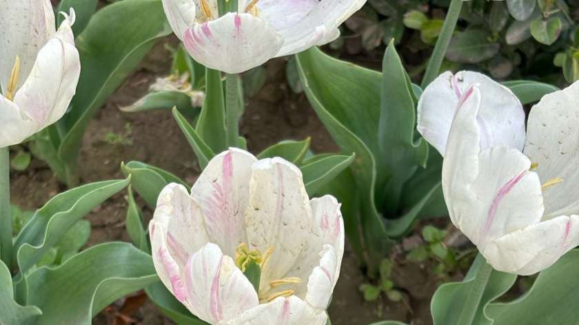 Tulip Festival Delhi: Here's what you need to know about the annual ...