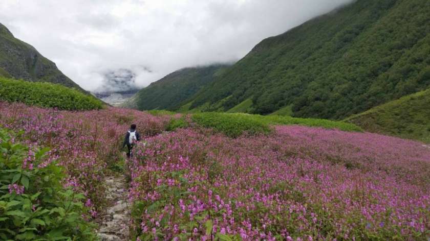 5 most beautiful flower valleys in India you should visit
