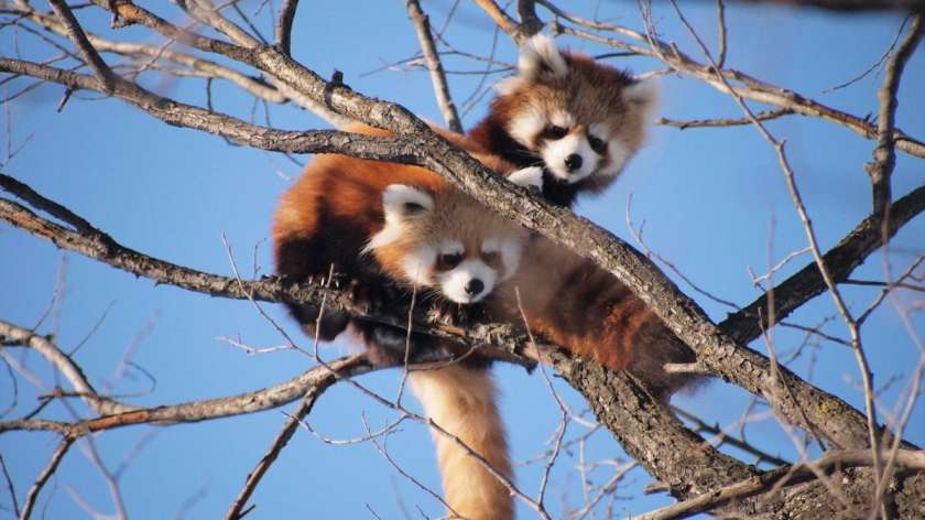 5 best places where you can spot red pandas in India - India TV News
