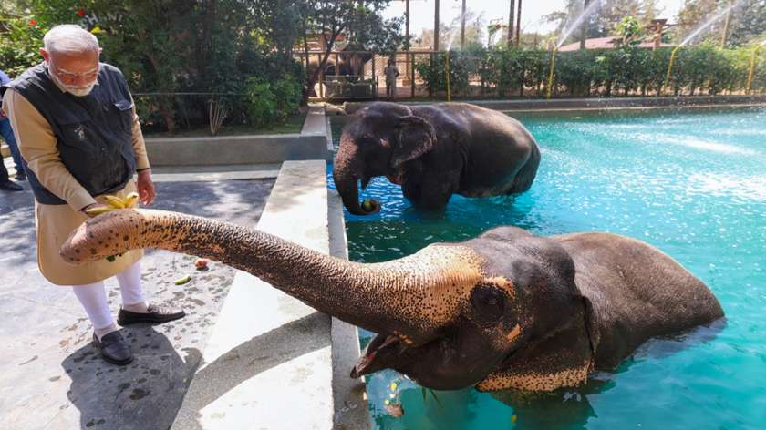PM Modi's heartwarming pictures with Asiatic lions, clouded leopards ...