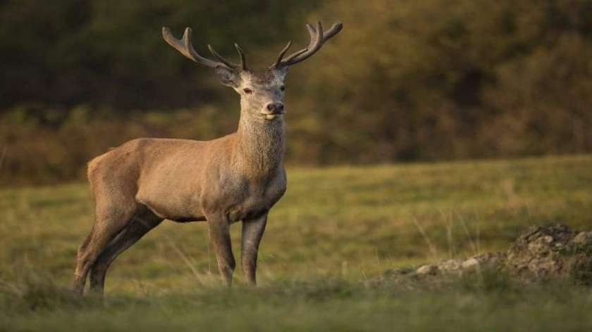 Kaziranga National Park: 5 rare species you can spot at this national park