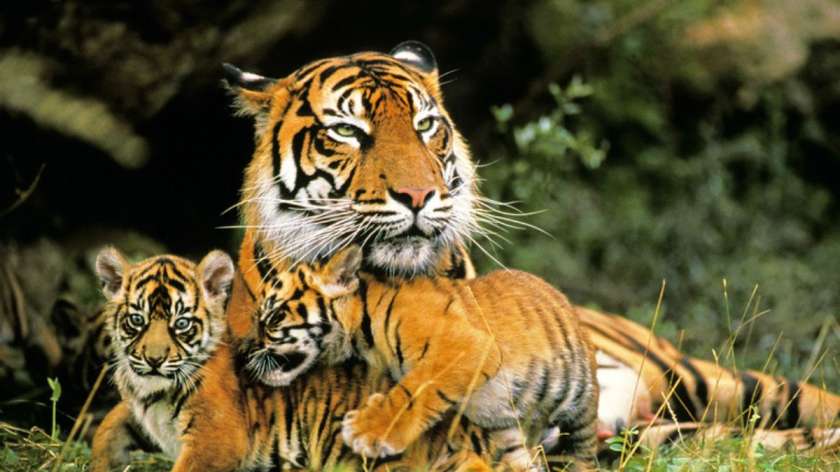 Tigers in the wild: Mapping world's tiger population, India tops the ...