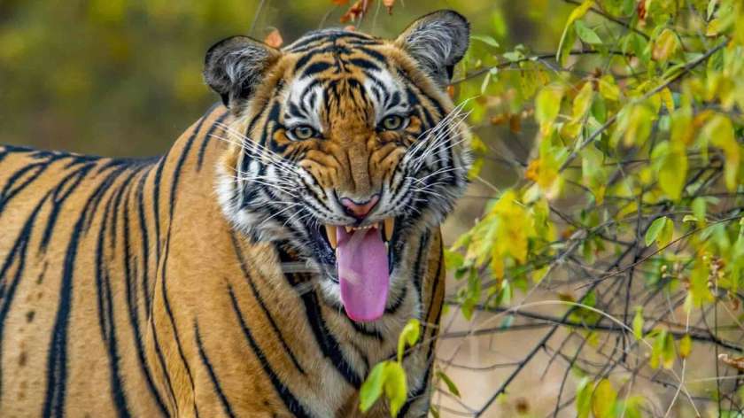 Tigers in the wild: Mapping world's tiger population, India tops the ...