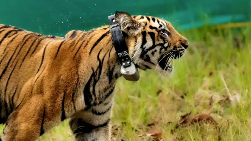 Tigers in the wild: Mapping world's tiger population, India tops the ...