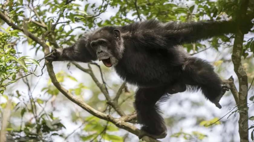 Which country has the most chimpanzees? Know fascinating facts - India ...