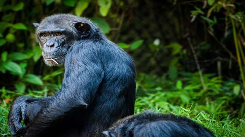 Which country has the most chimpanzees? Know fascinating facts