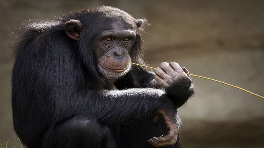 Which country has the most chimpanzees? Know fascinating facts - India ...