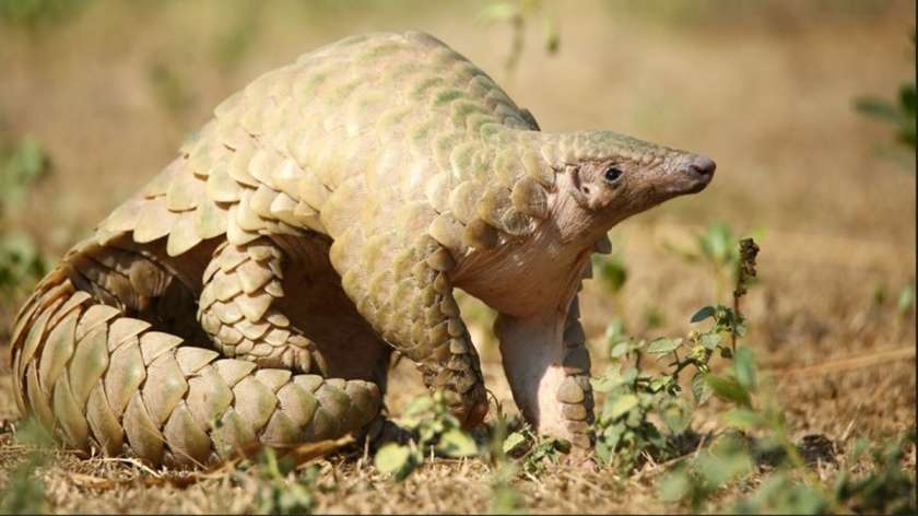8 endangered species of India fighting for survival
