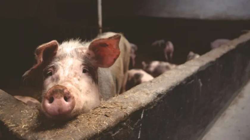 Top 7 countries with most pigs in the world | In Pics