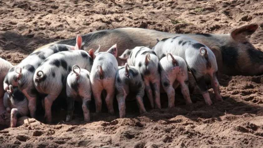 Top 7 countries with most pigs in the world | In Pics