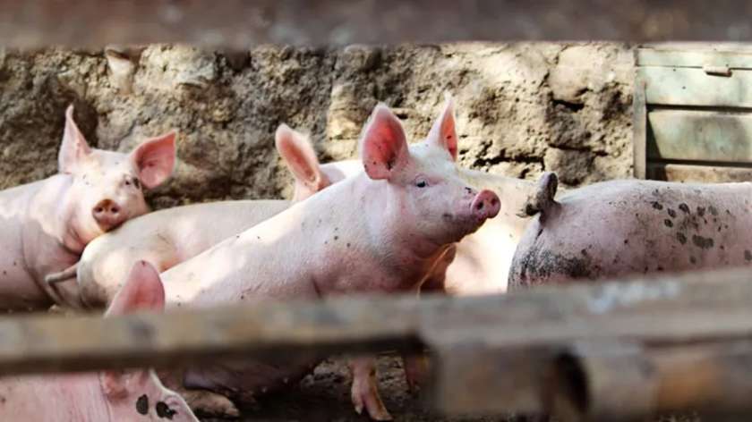 Top 7 countries with most pigs in the world | In Pics