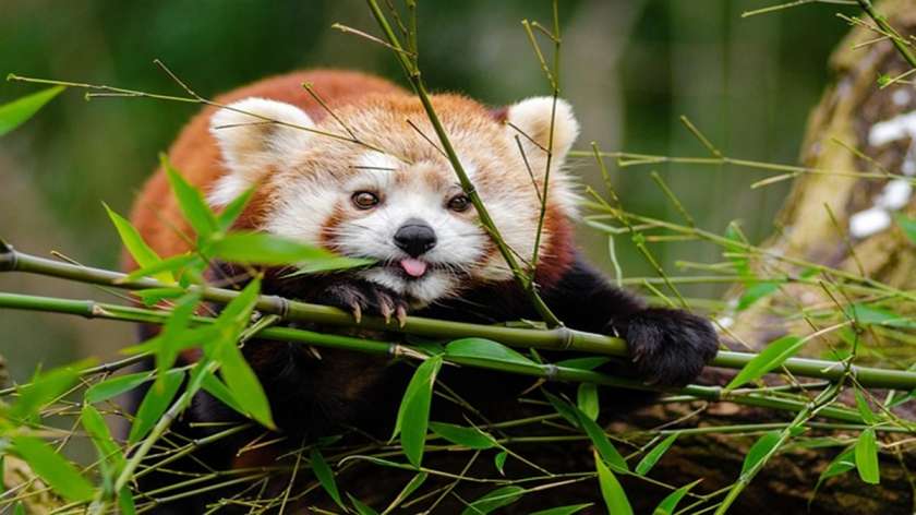 8 endangered species of India fighting for survival